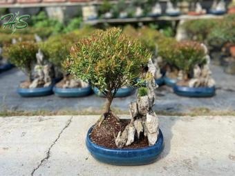 Top Quality Red buxus Bonsai Tree supplier,manufacturer