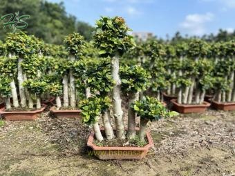 Five Step Ficus Microcarpa Bonsai Trees supplier,manufacturer