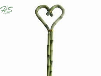 Heart Shape Dracaena Sanderiana Lucky Bamboo supplier,manufacturer