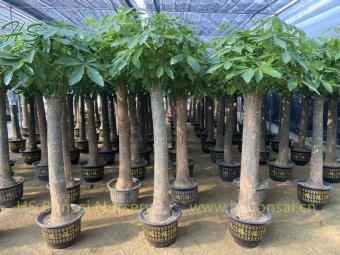 Indoor Plant Pachira Macrocarpa Money Tree supplier,manufacturer