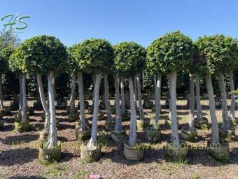 One Single Ball Ficus Microcarpa supplier,manufacturer