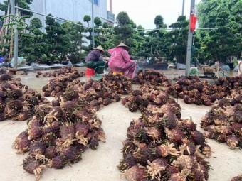 Multi Trunk Cycas Revoluta Bare root supplier,manufacturer